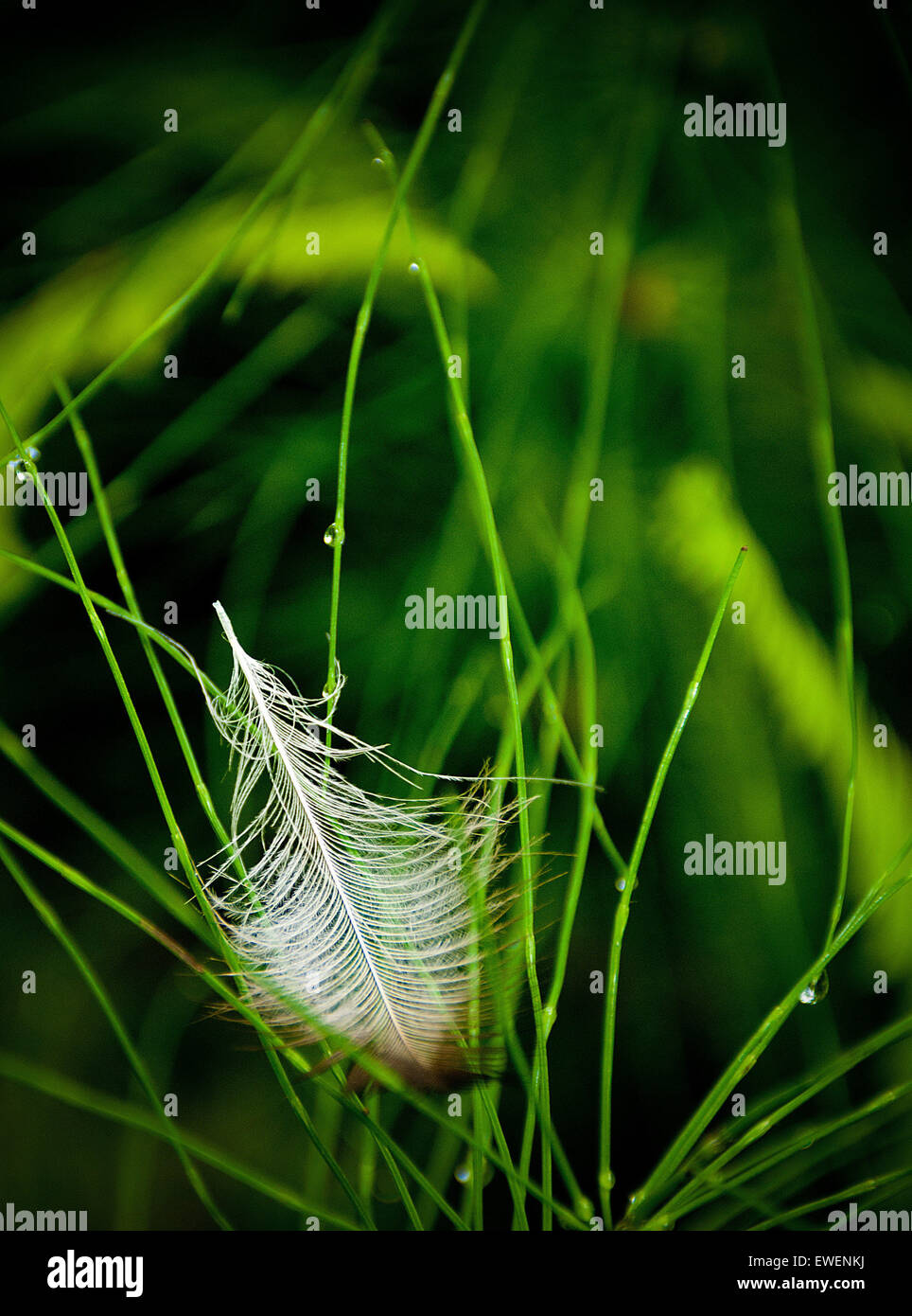 A fragile feather and ferns in the Pacific Rim Provincial Park near ...