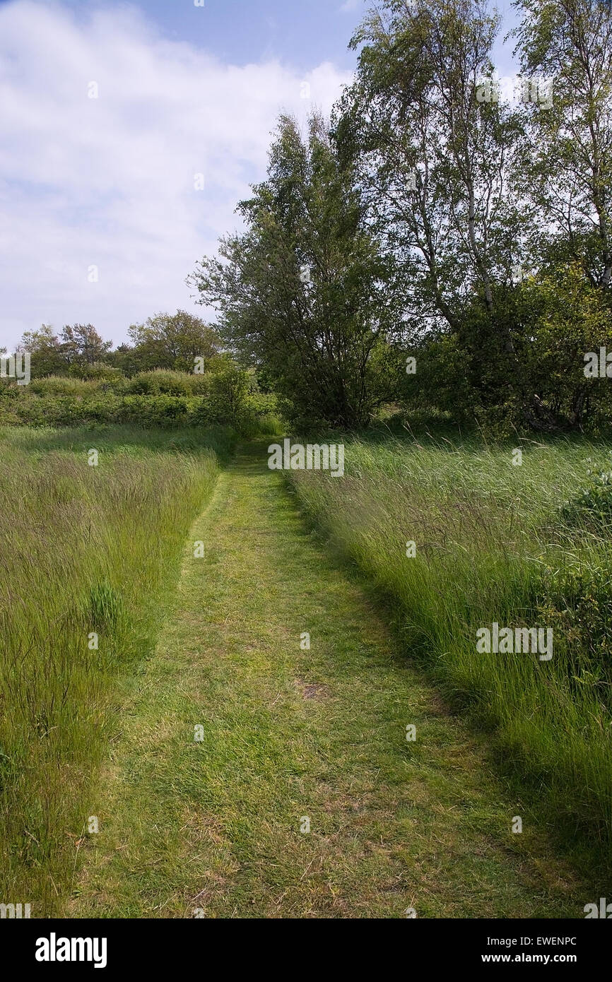 Green grass landscape with mowed path in Halland, Sweden in June Stock ...