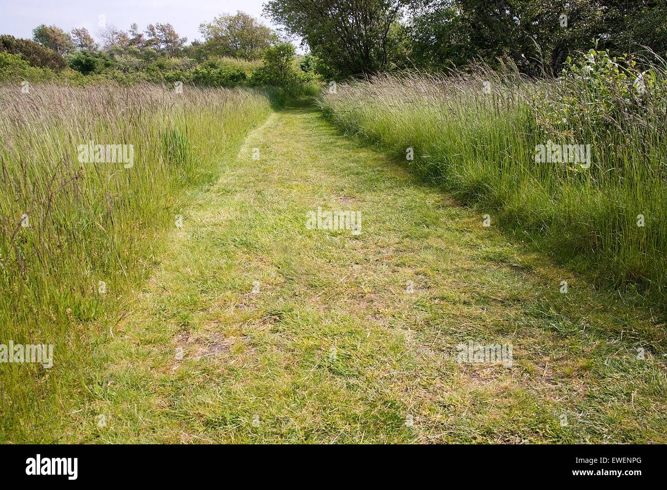 Green grass landscape with mowed path in Halland, Sweden in June Stock ...