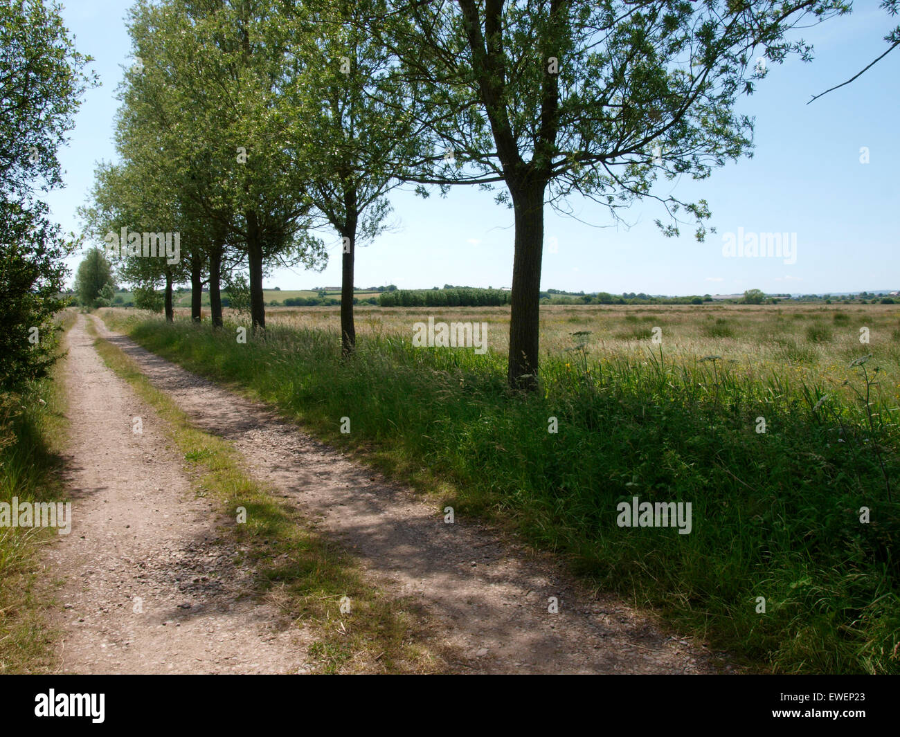 Dirt track road with a line of trees alongside, Somerset Levels, UK ...