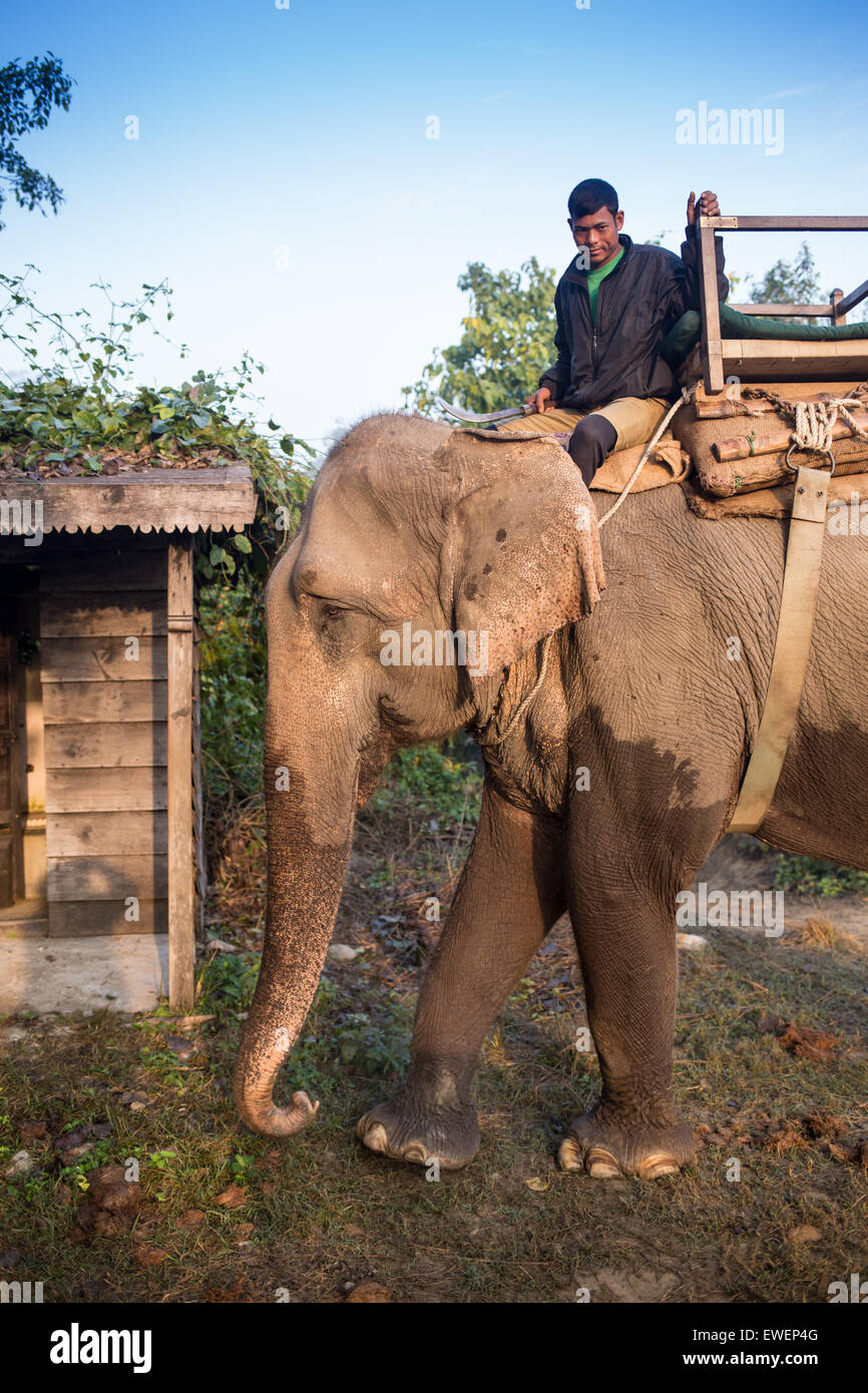 Elephants walking elephant safari hi-res stock photography and images ...