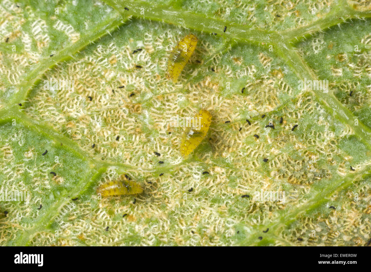 Leaf eating ladybird larvae and their damage to zucchini leaf Stock ...