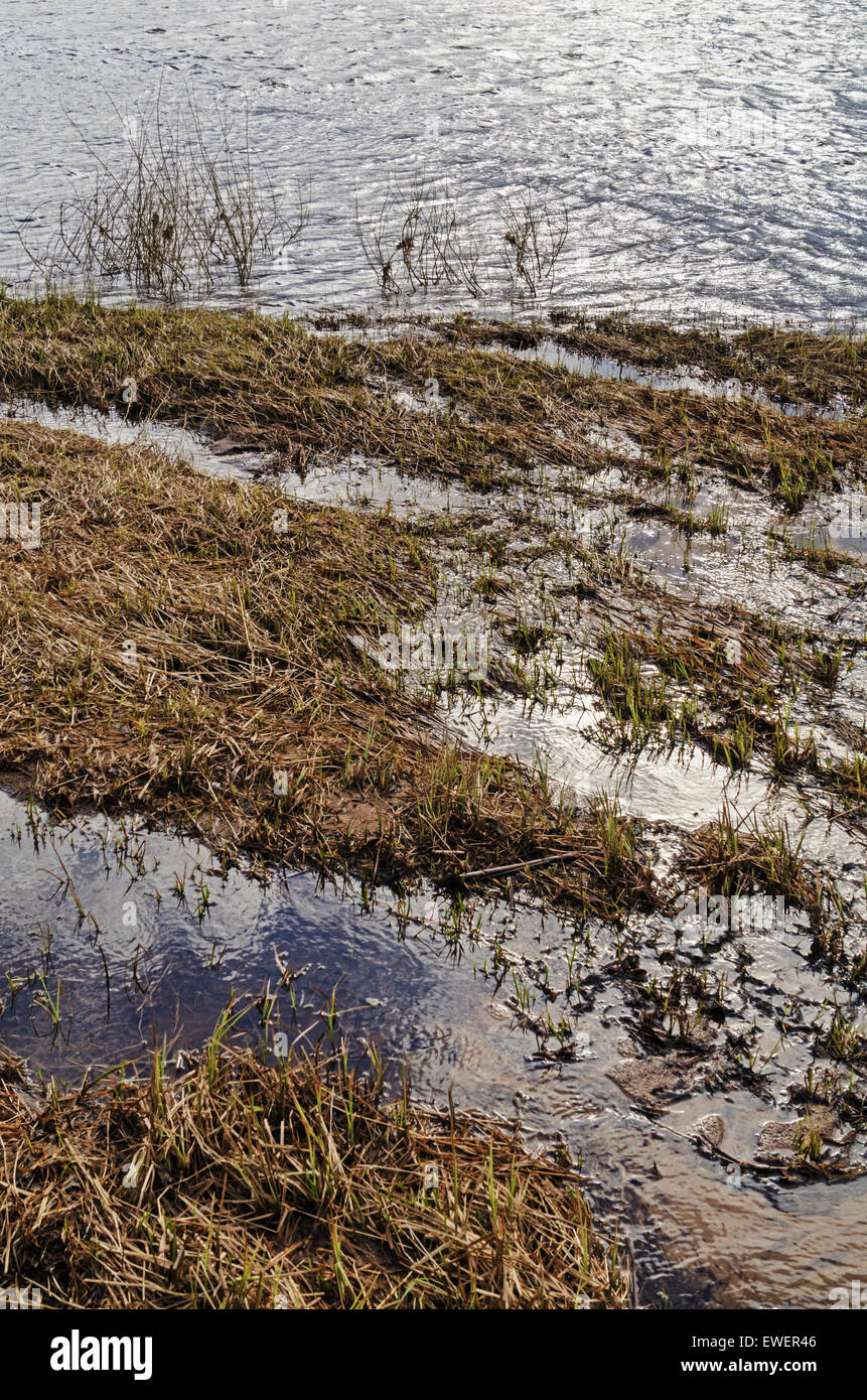 Spring river landscape with dry grass Stock Photo - Alamy