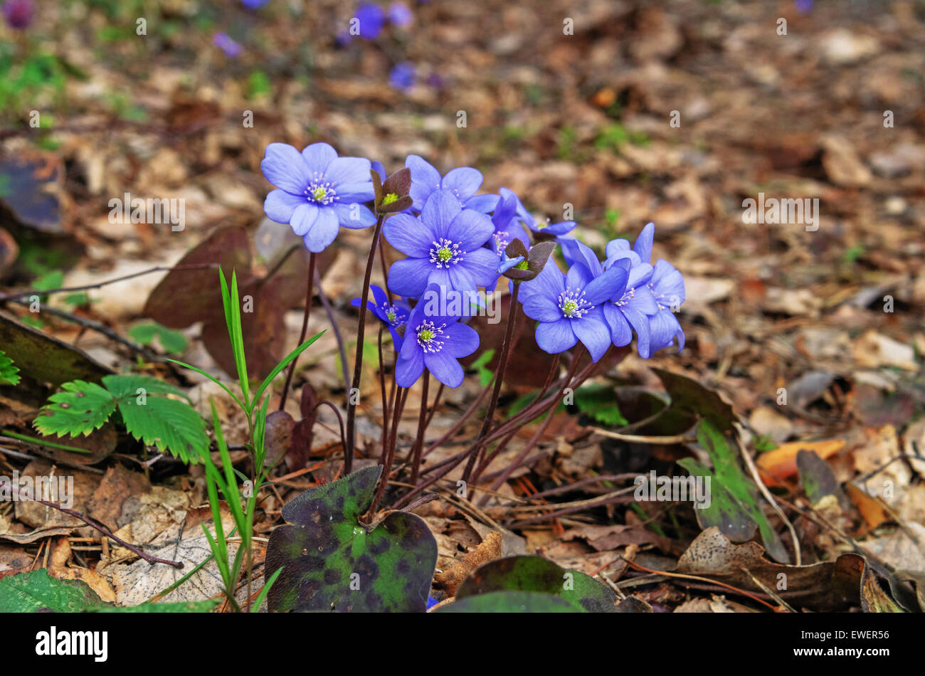 Spring flowers hepatica Stock Photo - Alamy