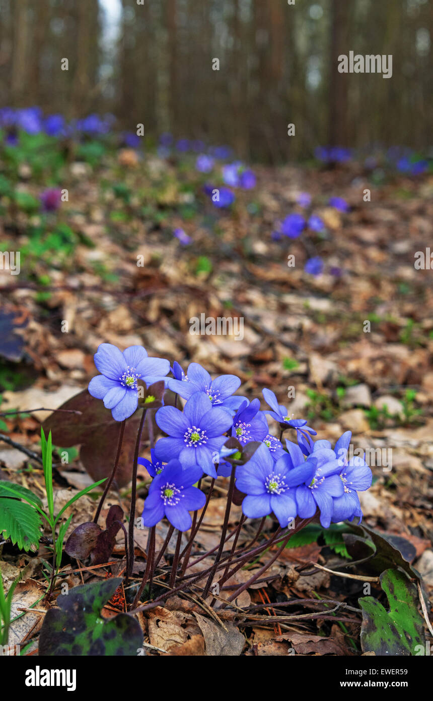 Spring flowers hepatica Stock Photo - Alamy