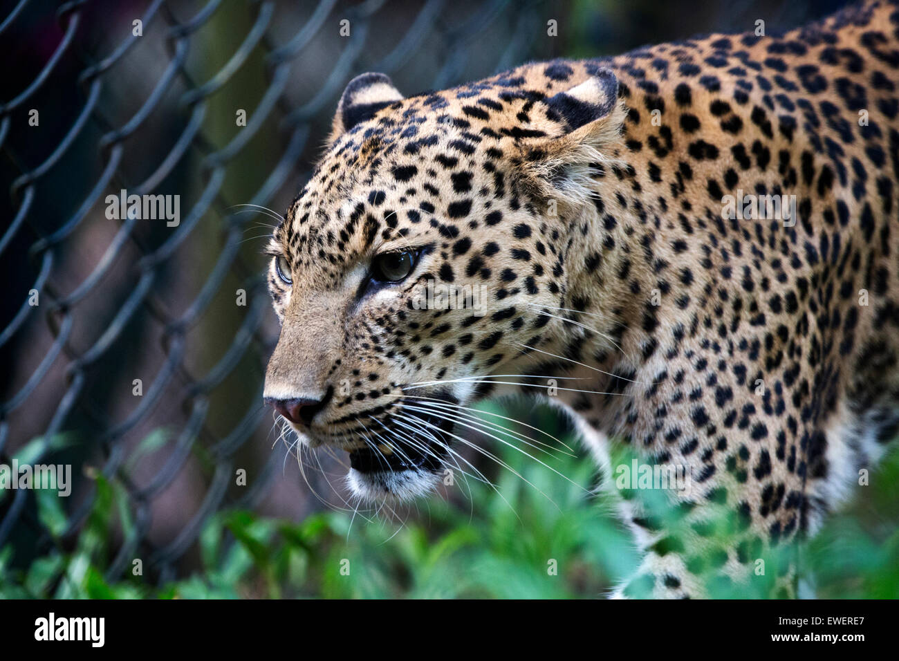 Threats to native wildlife hi-res stock photography and images - Alamy