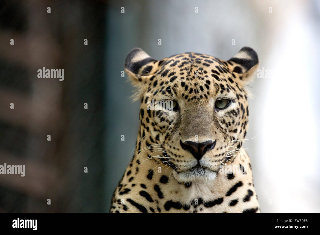 Threats to native wildlife hi-res stock photography and images - Alamy