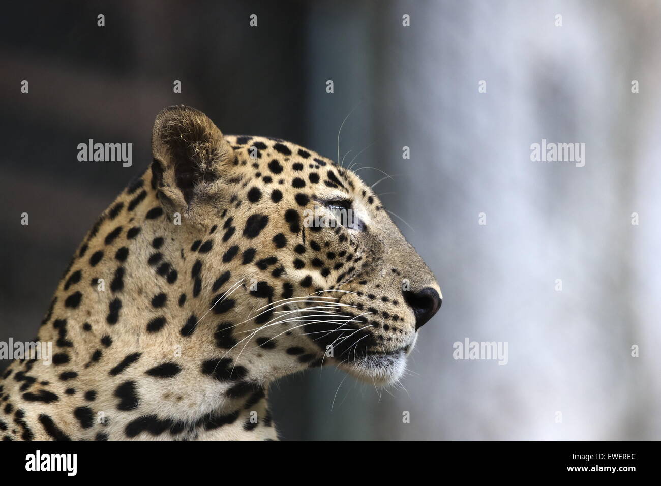 Human hunting leopard hi-res stock photography and images - Alamy