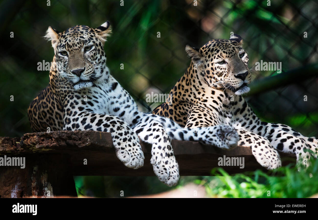 Human hunting leopard hi-res stock photography and images - Alamy