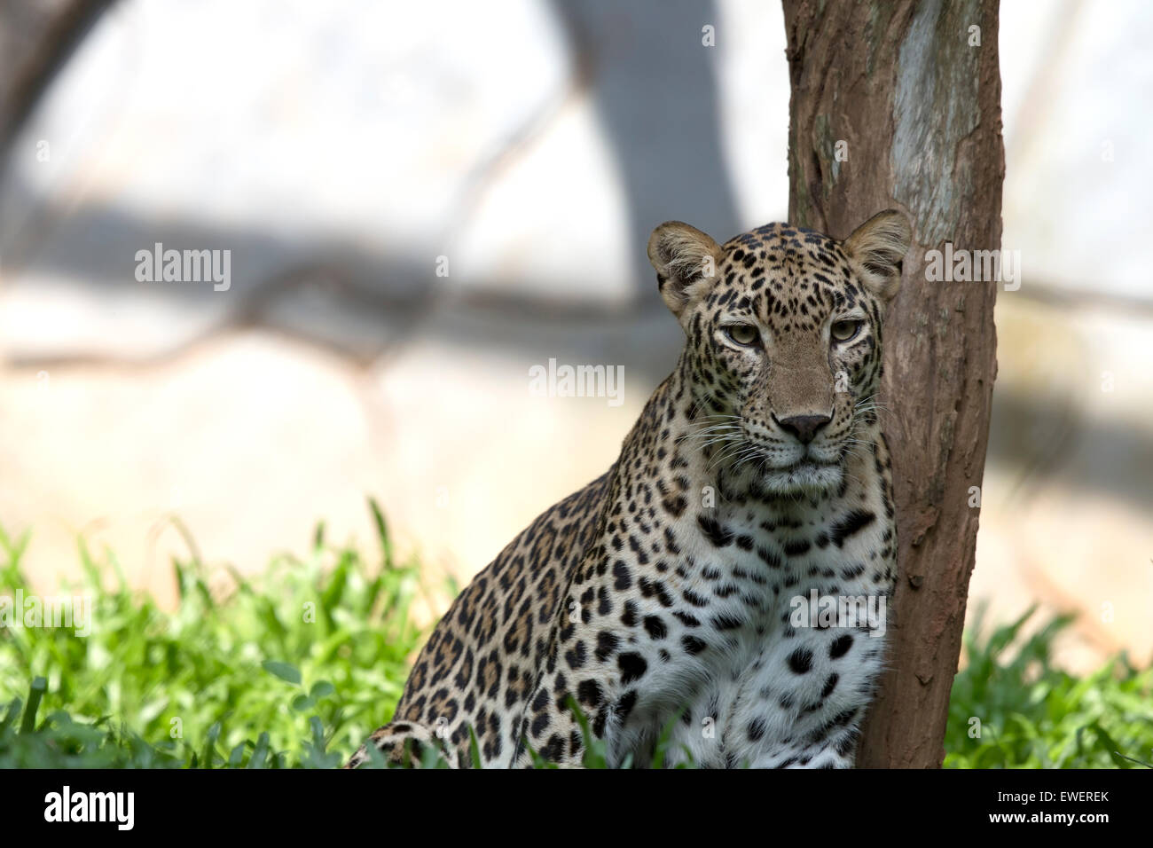Threats to native wildlife hi-res stock photography and images - Alamy