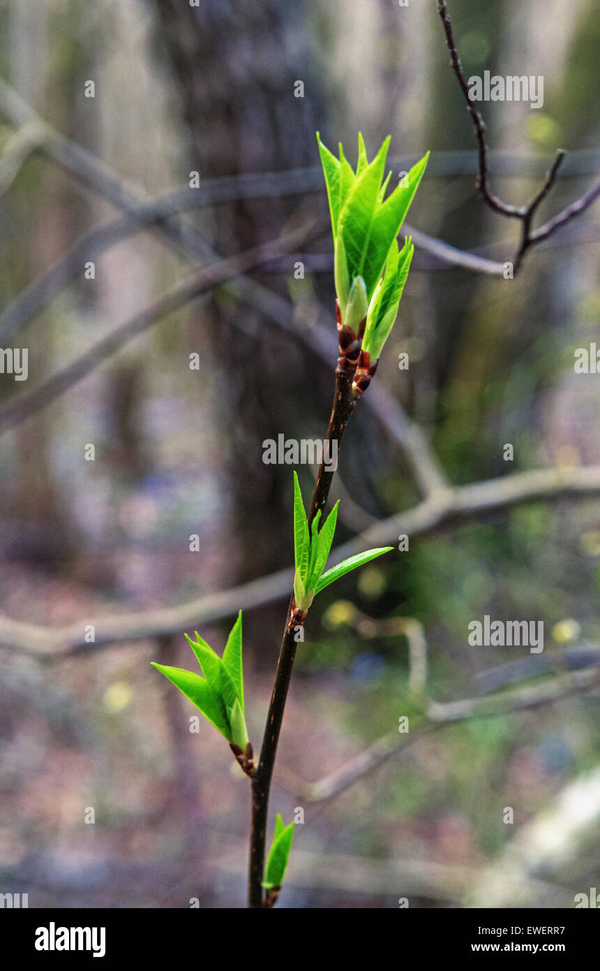 Forest tree branch with new foliage Stock Photo - Alamy