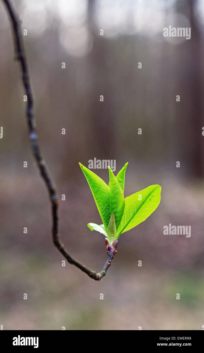 Forest tree branch with new foliage Stock Photo - Alamy