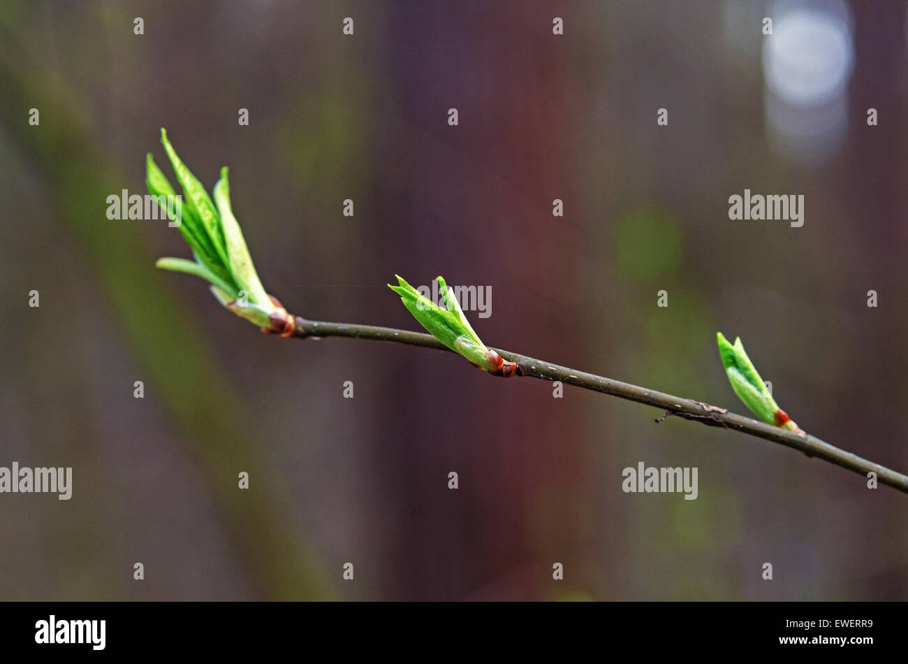 Forest tree branch with new foliage Stock Photo - Alamy