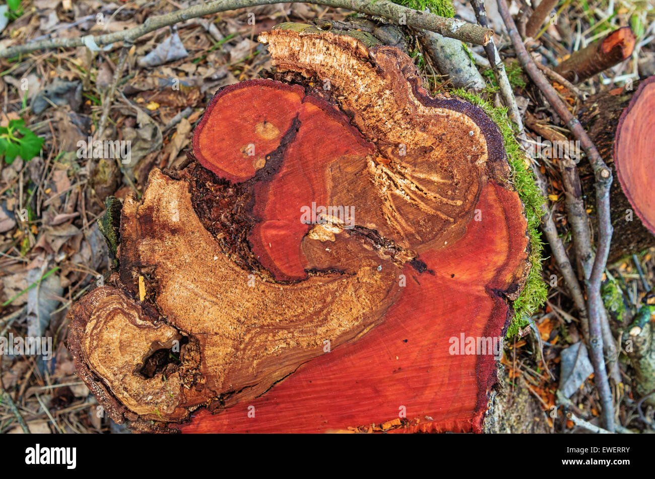 Red color stub of the cut-down tree Stock Photo - Alamy