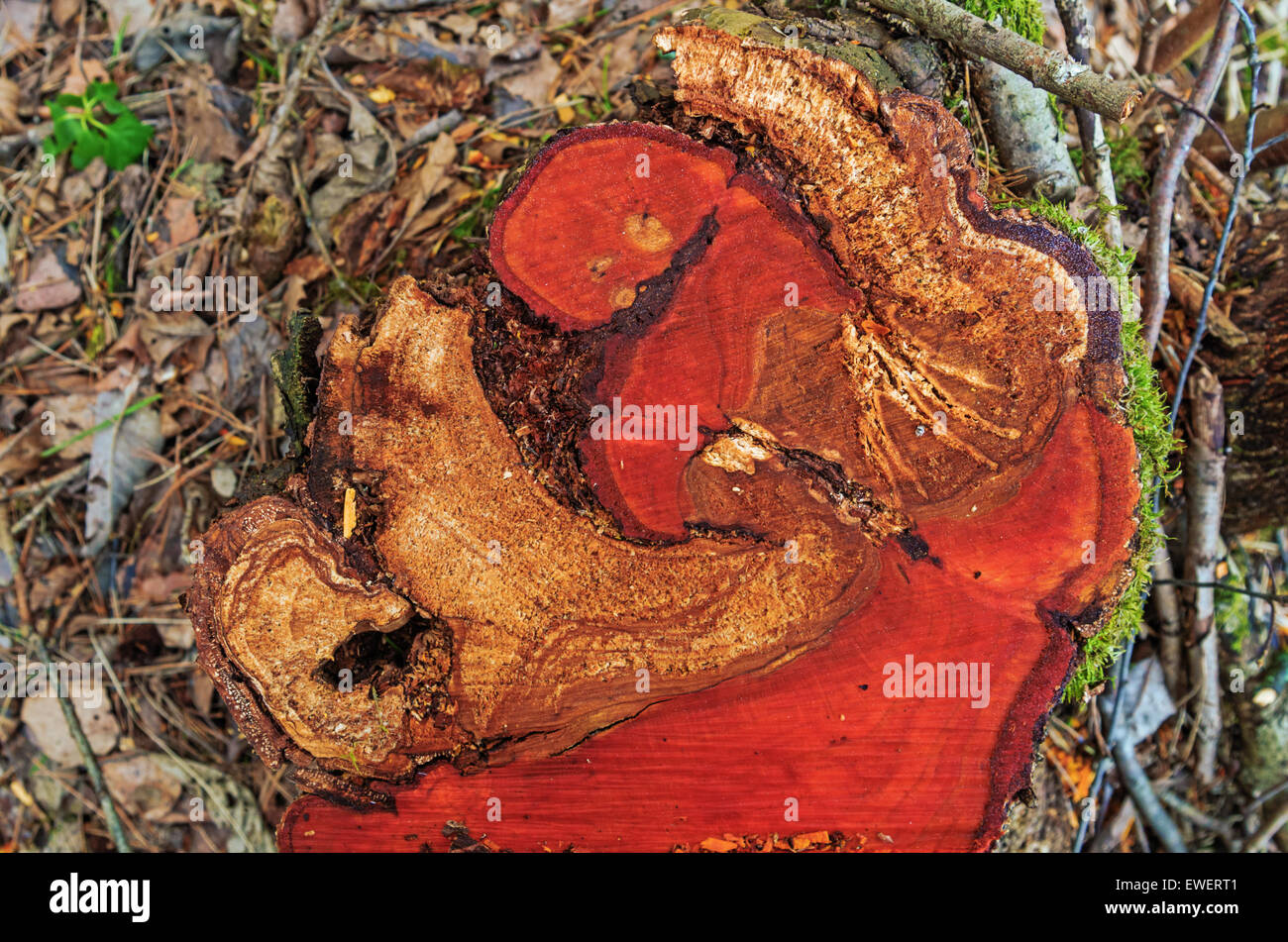 Red color stub of the cut-down tree Stock Photo - Alamy