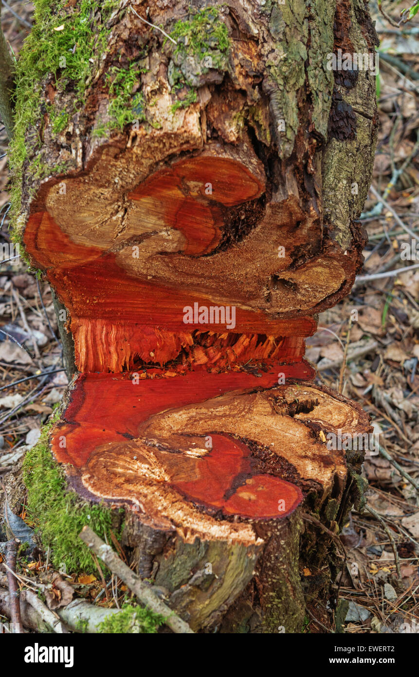 Red color stub of the cut-down tree Stock Photo - Alamy