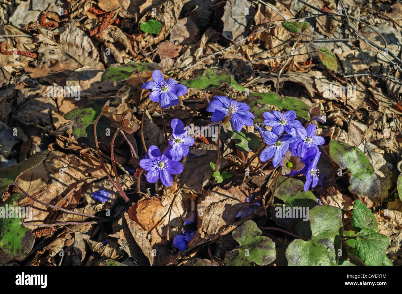 Common hepatica white hepatica nobilis hi-res stock photography and ...