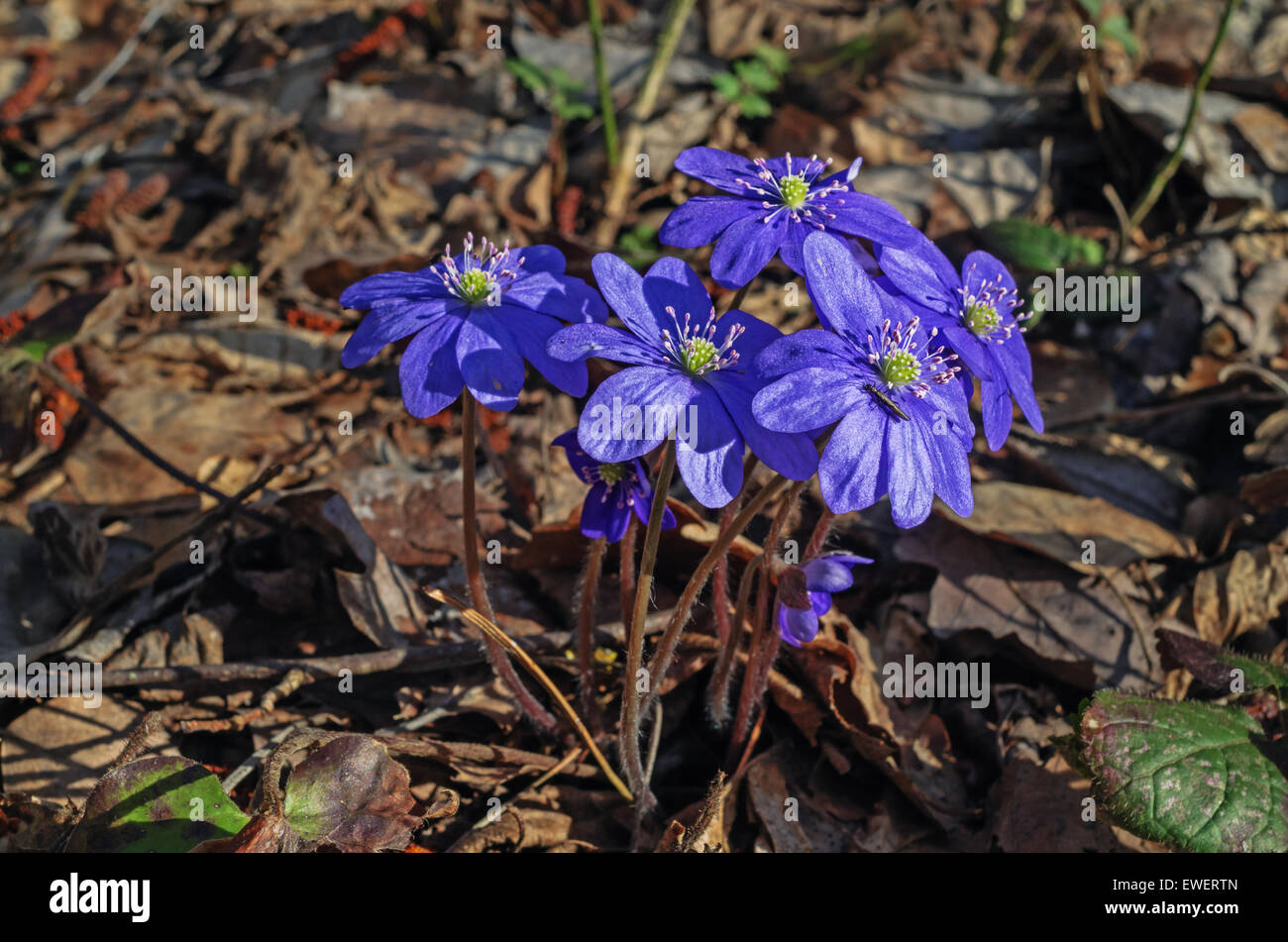Common hepatica white hepatica nobilis hi-res stock photography and ...