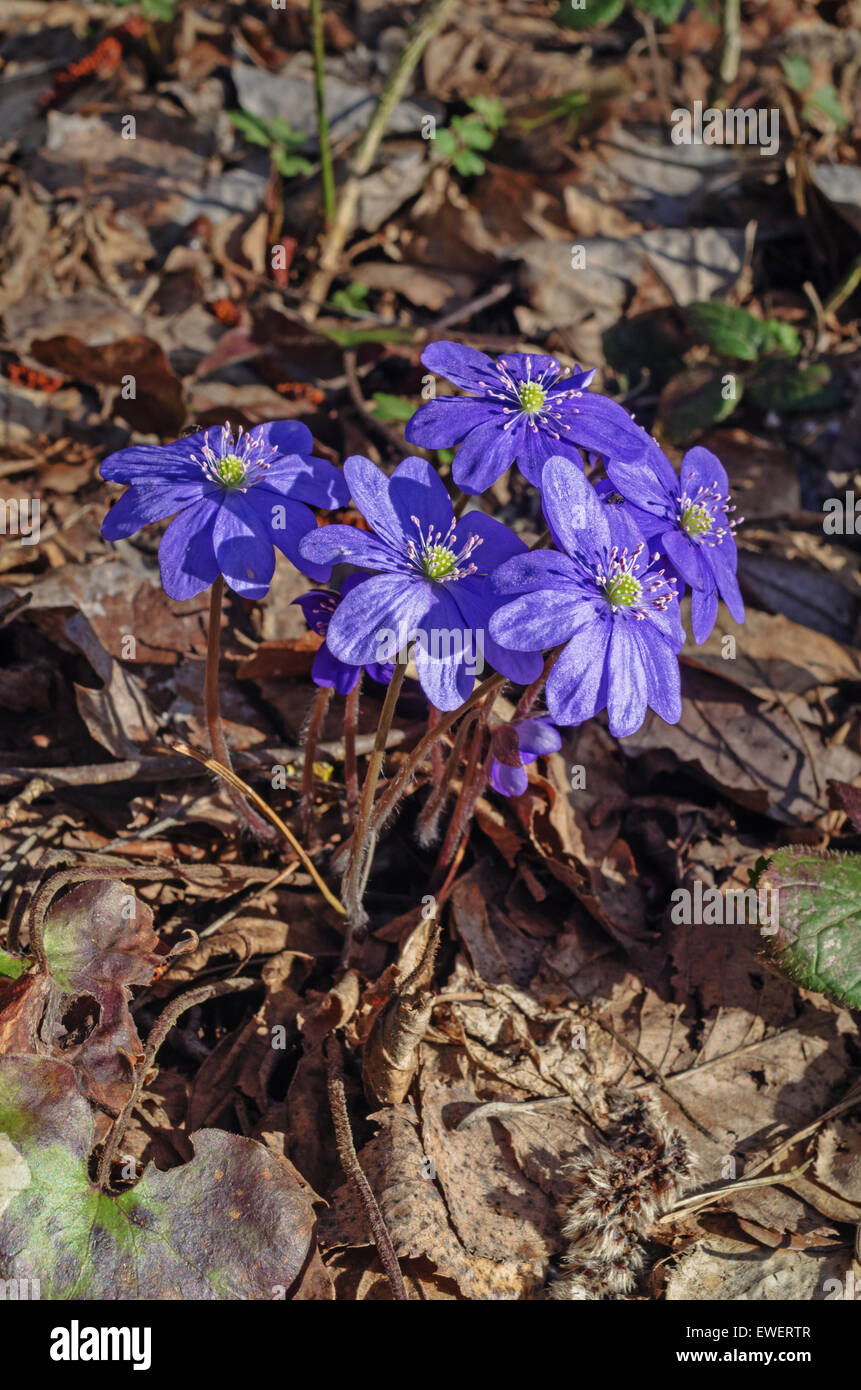 Spring flowers hepatica Stock Photo - Alamy