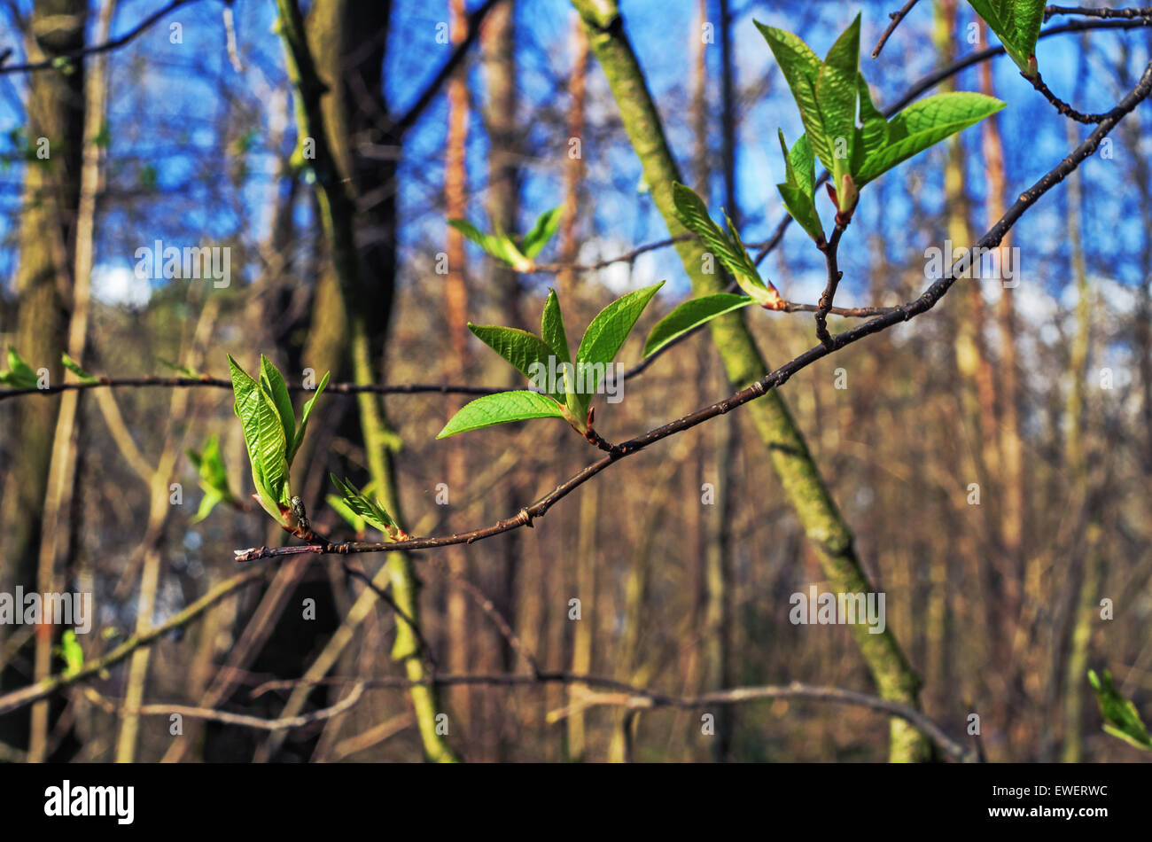 Forest tree branch with new foliage Stock Photo - Alamy