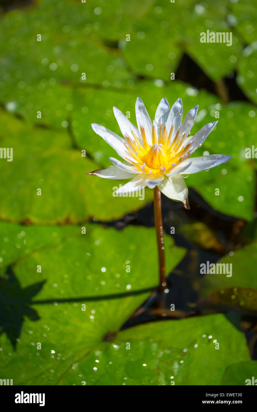 White water lily hi-res stock photography and images - Alamy