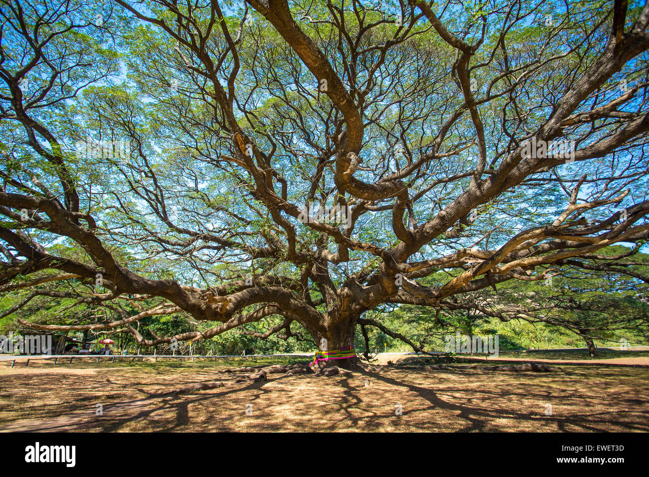 Giant tree in Kanchanaburi province, Thailand Stock Photo - Alamy
