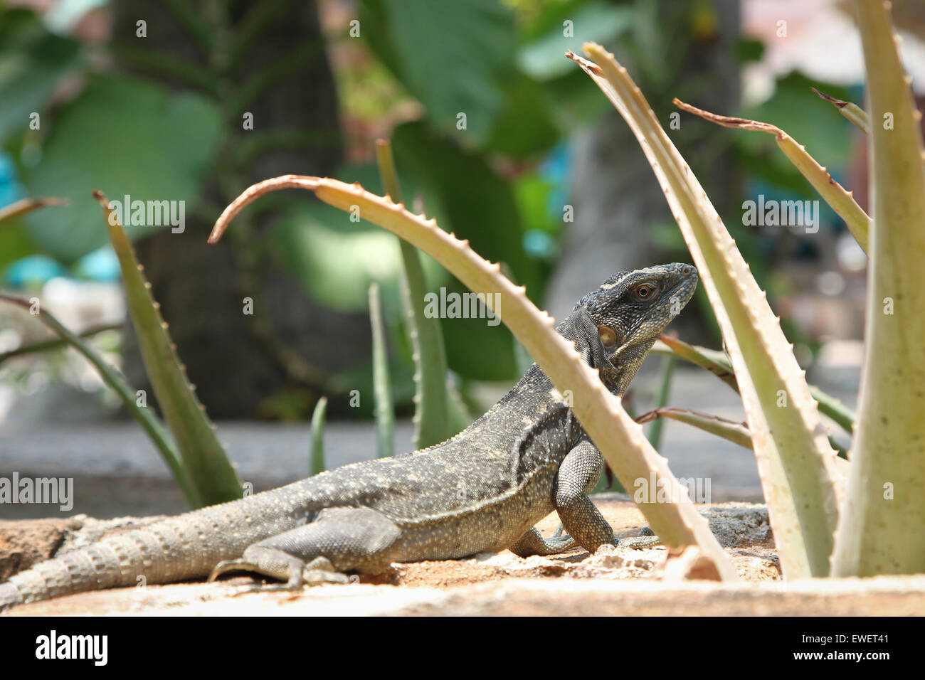 Mexican Iguana hiding in Cactus Stock Photo - Alamy