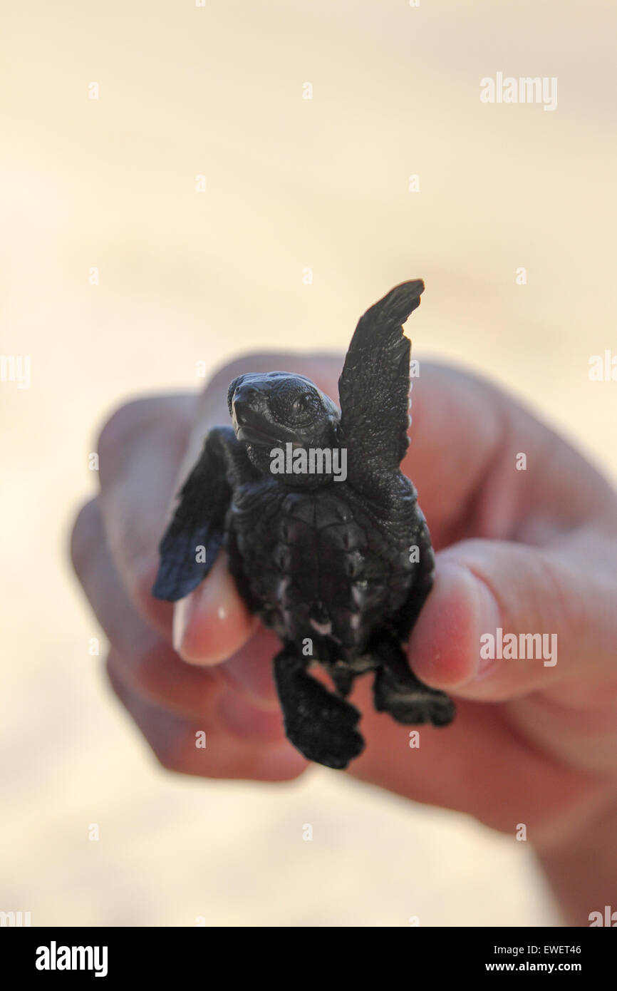 A Green Sea Turtles Habitat High Resolution Stock Photography and ...