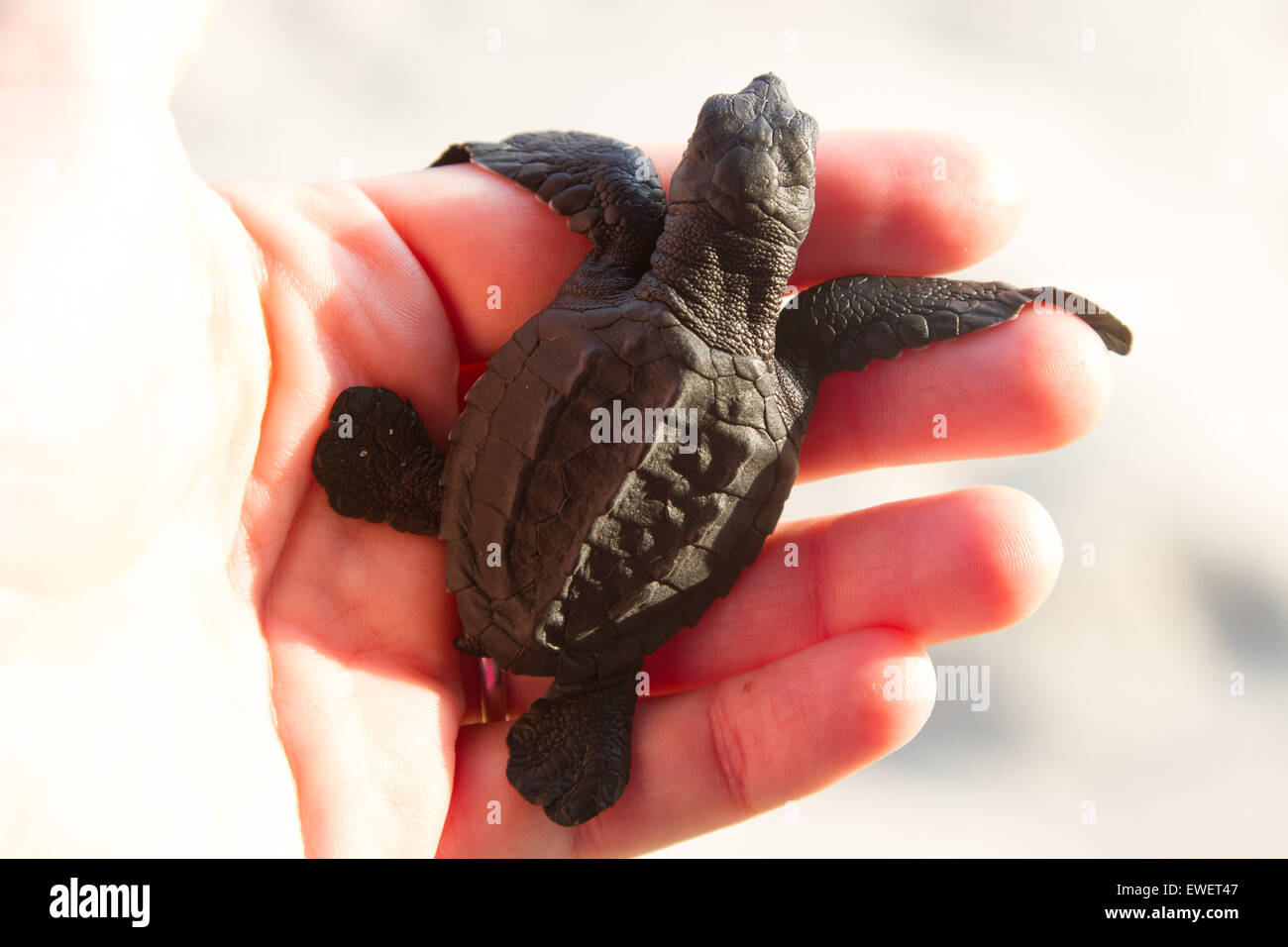 hand holding a baby sea turtle Stock Photo - Alamy