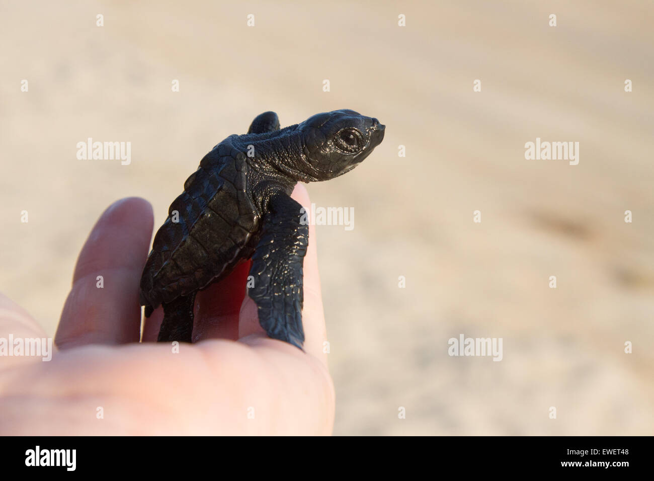 hand holding a baby sea turtle Stock Photo - Alamy