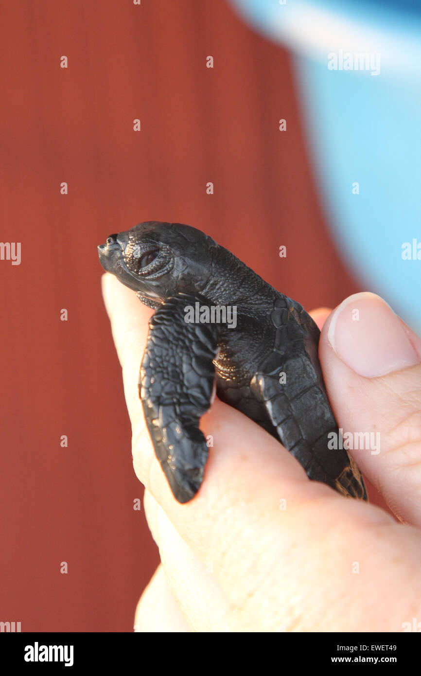 hand holding a baby sea turtle Stock Photo - Alamy