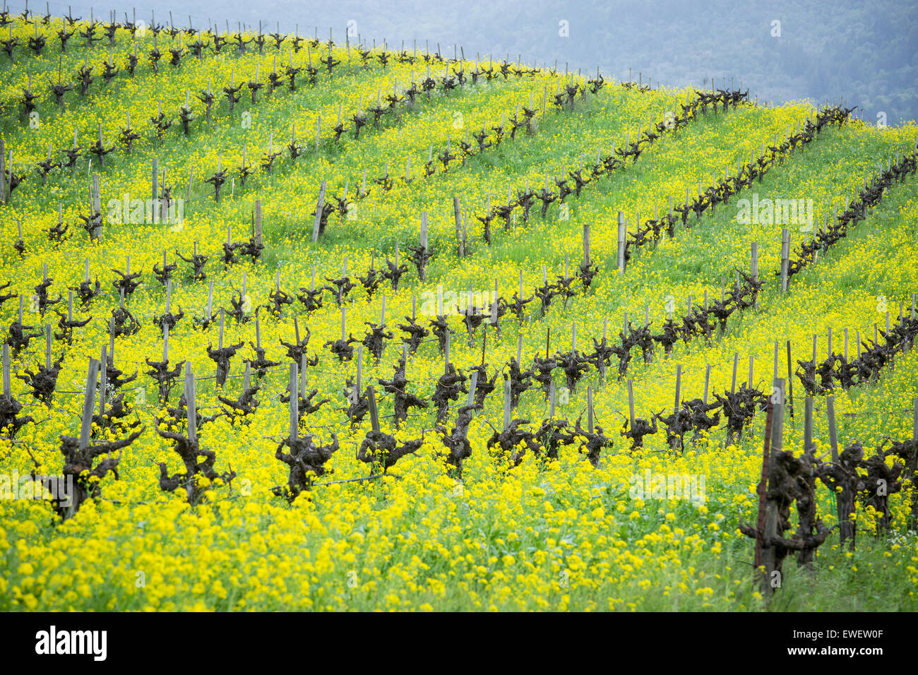Rolling hillside in Sonoma Valley with old grapevines, mustard flowers ...