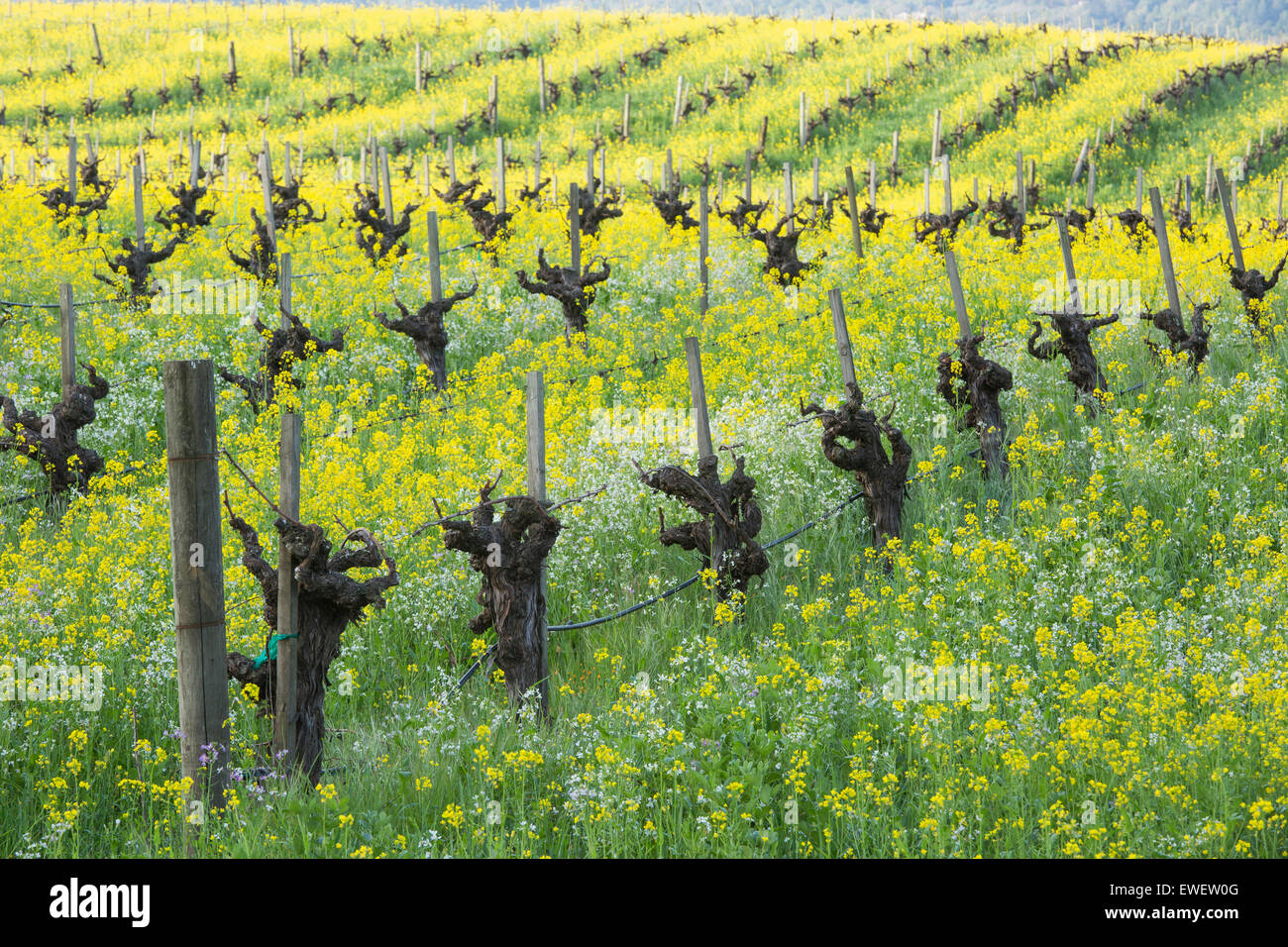 Rolling hillside in Sonoma Valley with old grapevines, mustard flowers ...