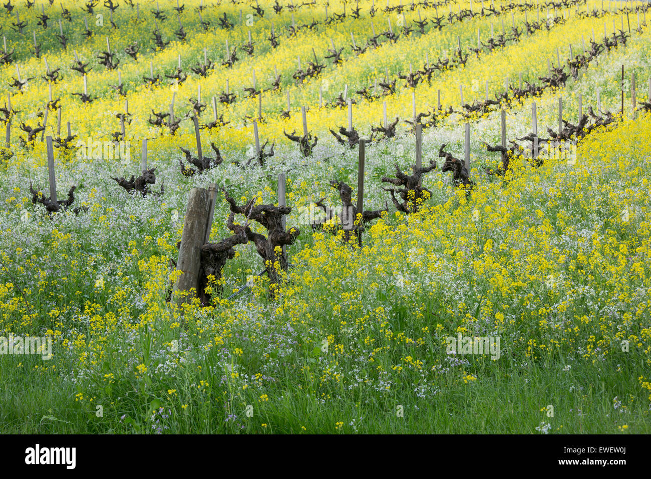 Rolling hillside in Sonoma Valley with old grapevines, mustard flowers ...