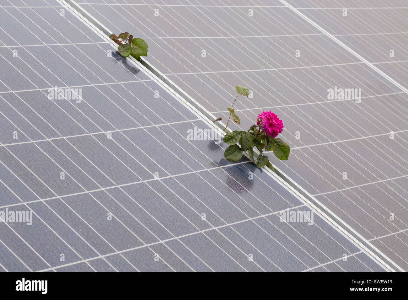 Rose growing between solar panels at Russian River Rose Company in ...