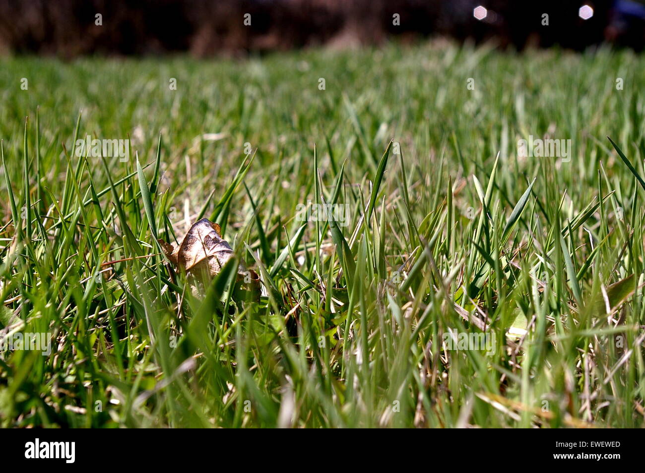 One fallen leaf hi-res stock photography and images - Alamy