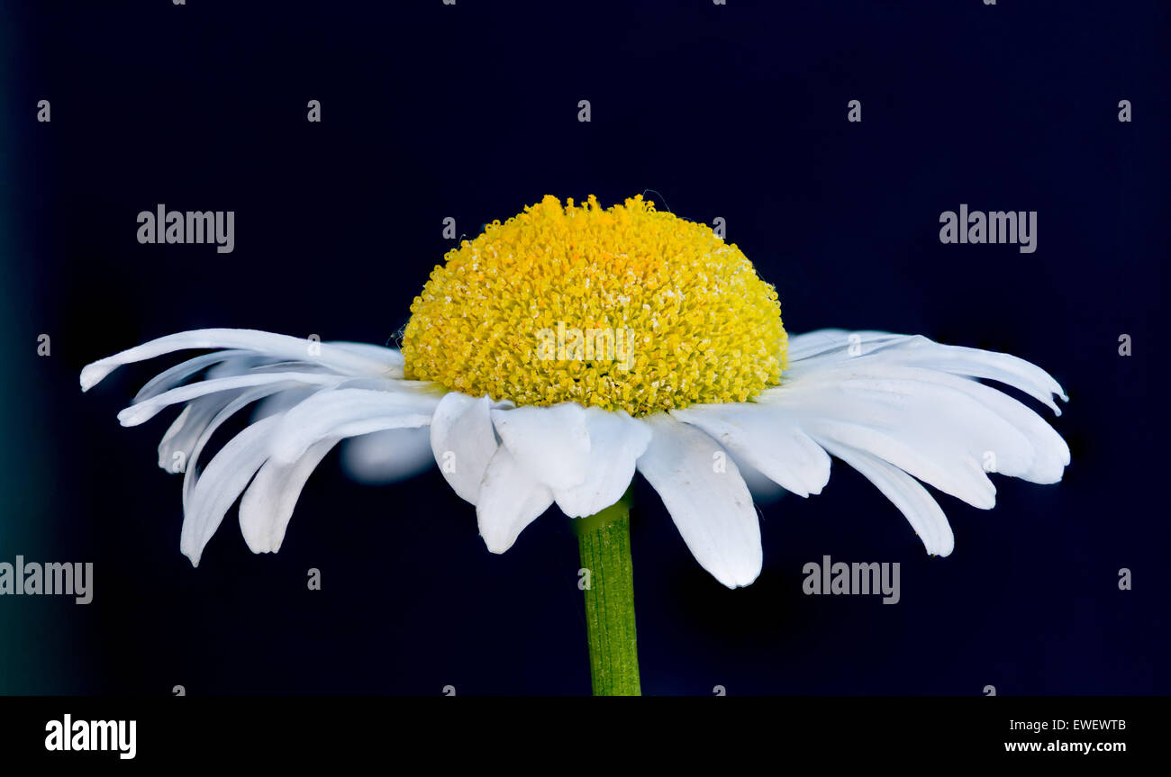 A Daisy Closeup macro shot out in the wild Stock Photo - Alamy