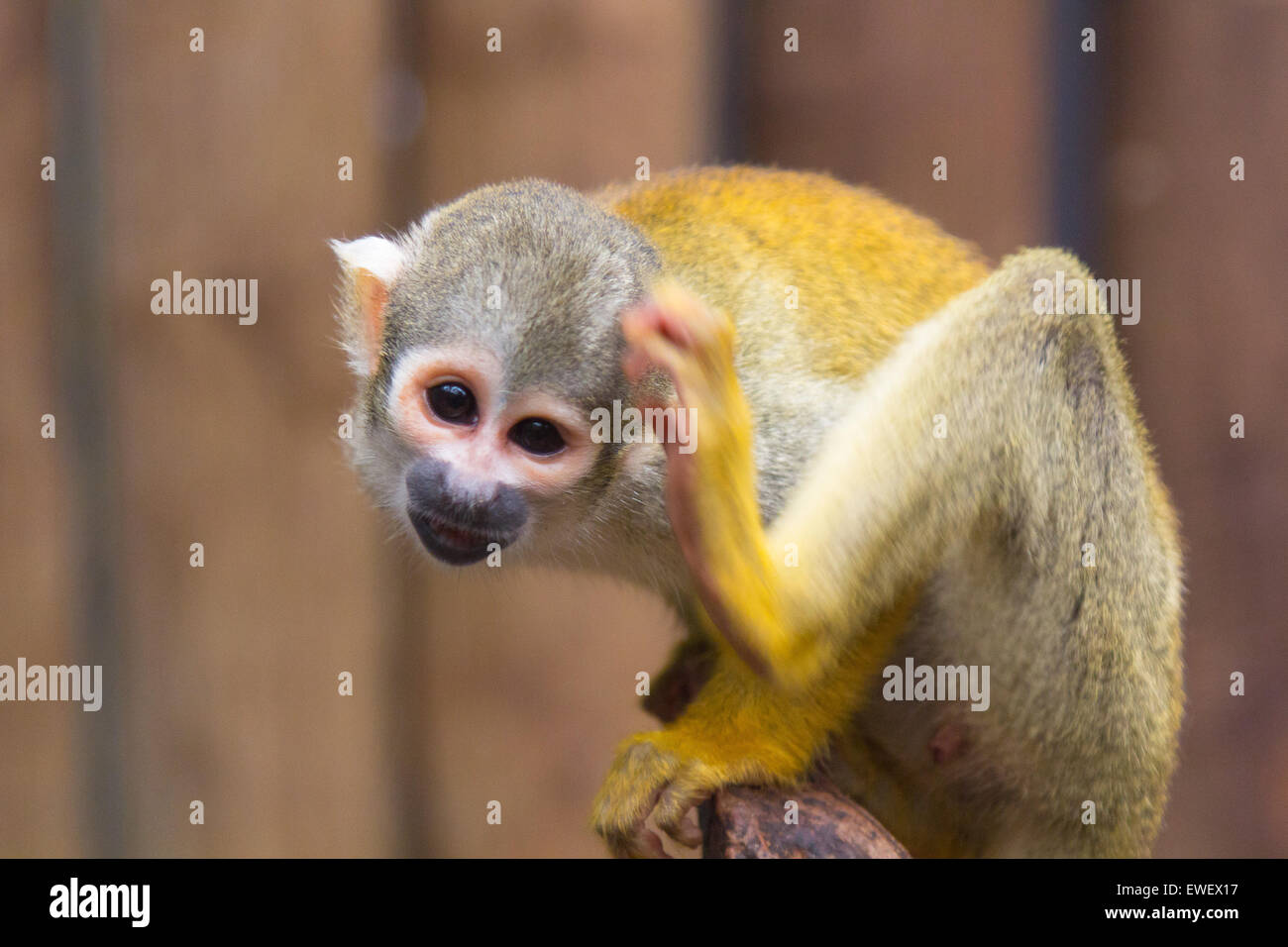 yellow squirrel monkey (Saimiri sciureus Stock Photo - Alamy
