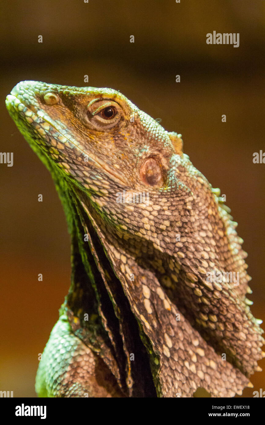 Clamidosaurio (Chlamydosaurus kingii Stock Photo - Alamy