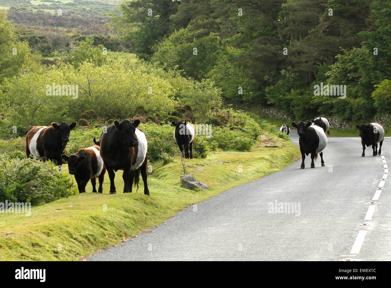 Herd of free roaming Galloway cattle on the roads & moorland of ...