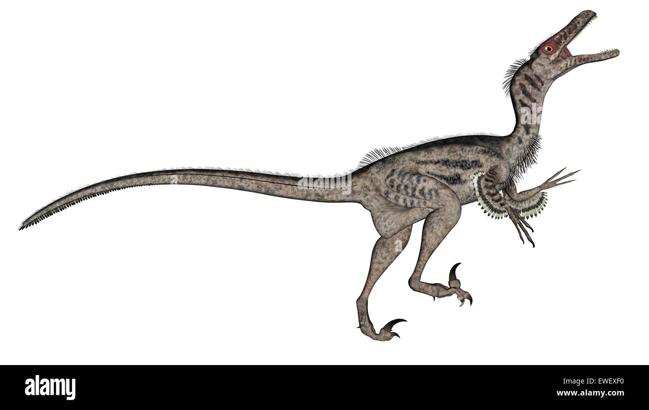 Velociraptor dinosaur roaring up isolated in white background - 3D ...