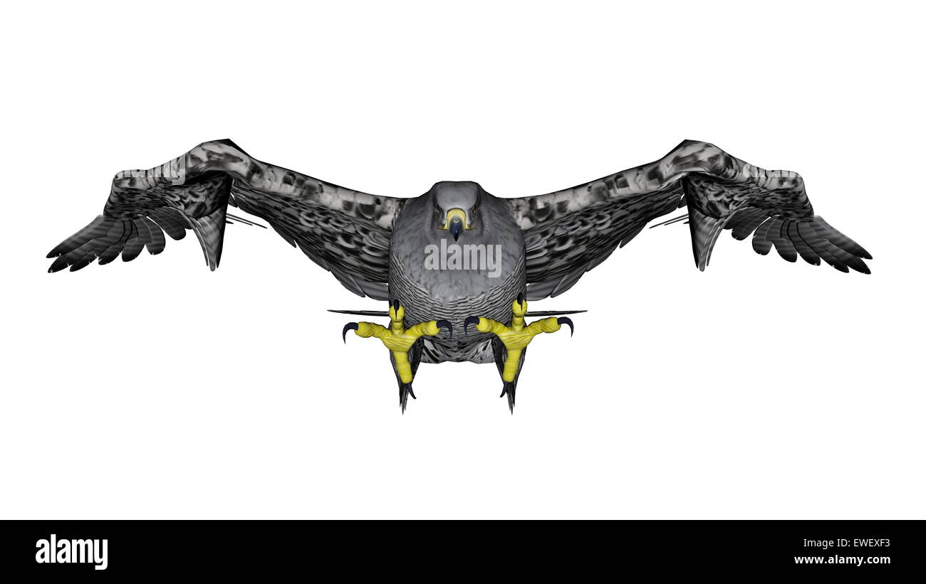 Grey falcon flying isolated in white background - 3D render Stock Photo ...