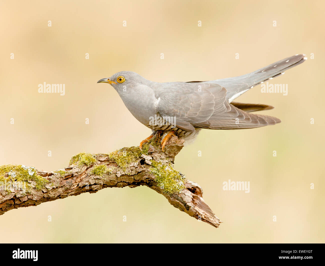 Common cuckoo hi-res stock photography and images - Alamy