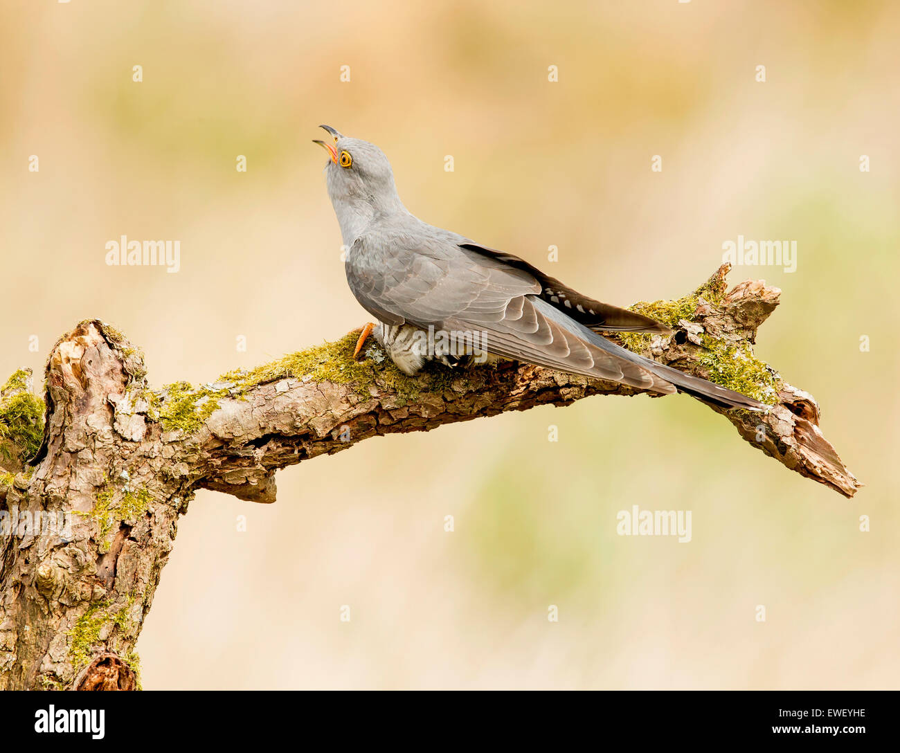 Common cuckoo scotland hi-res stock photography and images - Alamy