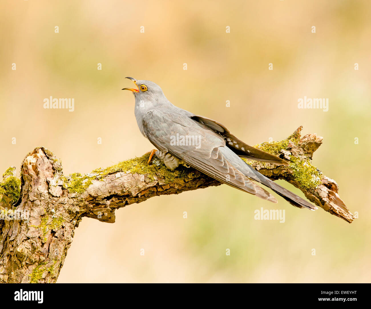 Cuckoo hi-res stock photography and images - Alamy