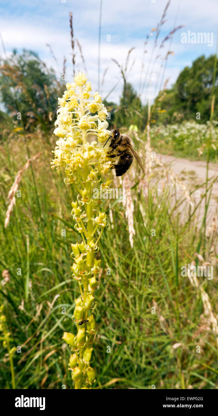 flower end bee Stock Photo - Alamy