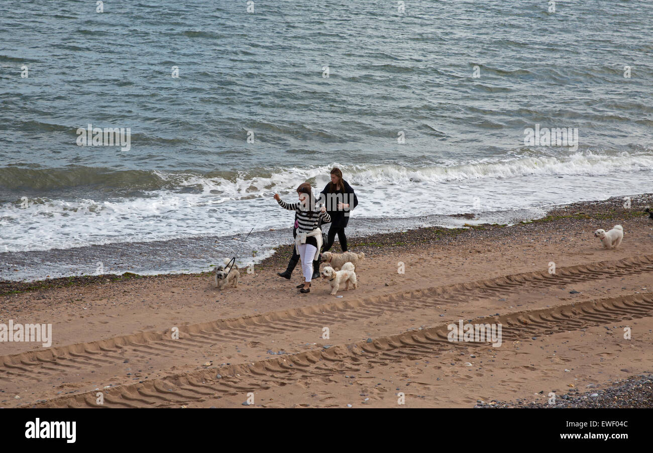 A couple walk their dogs along the beach in Dawlish Devon Stock Photo ...