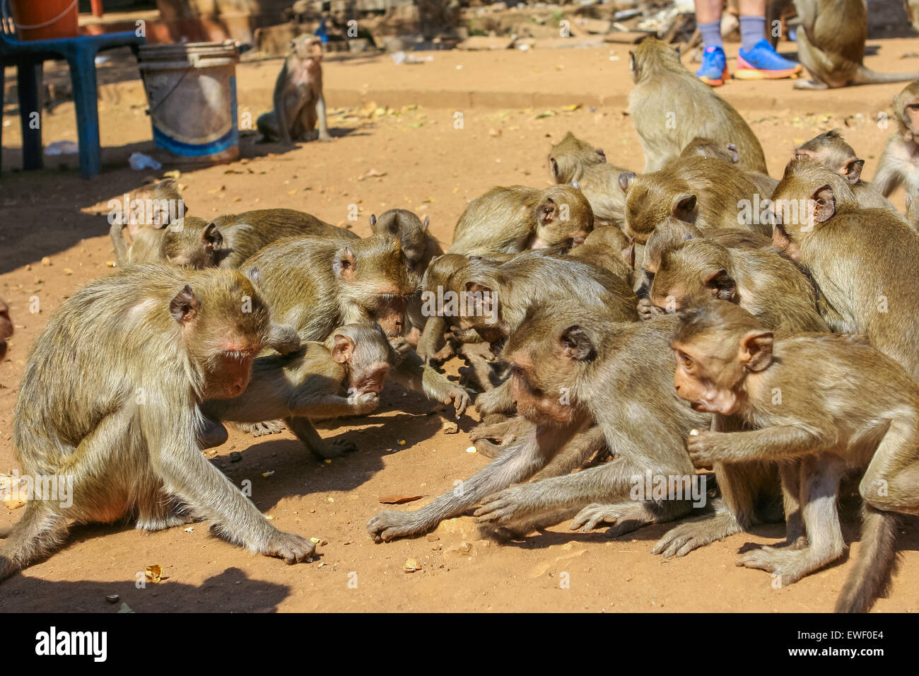 The monkeys on the ground hi-res stock photography and images - Alamy