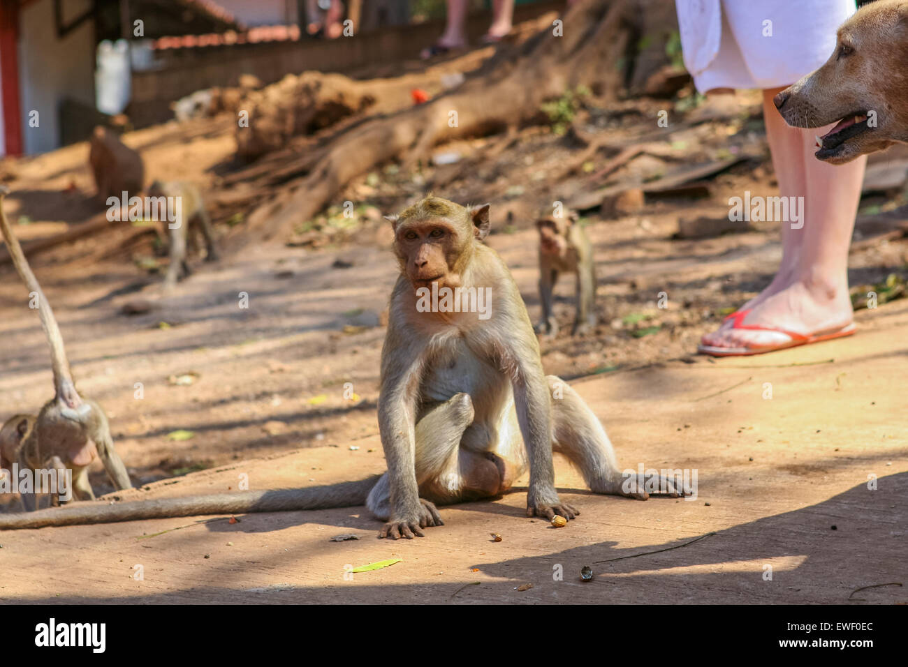 A group of monkeys on the ground Stock Photo - Alamy