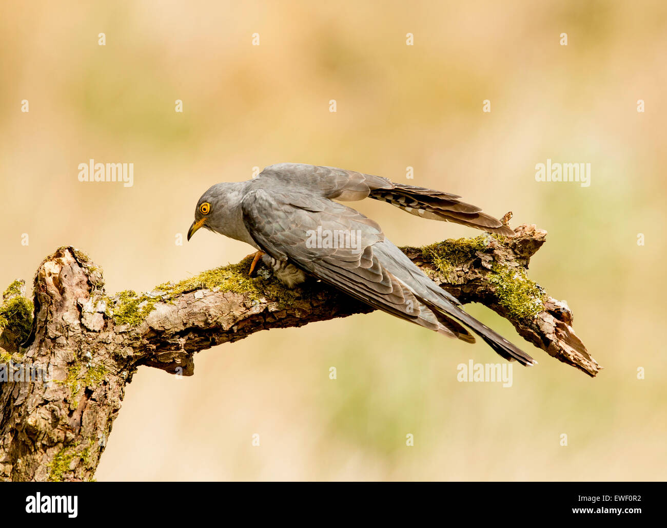 Common cuckoo scotland hi-res stock photography and images - Alamy